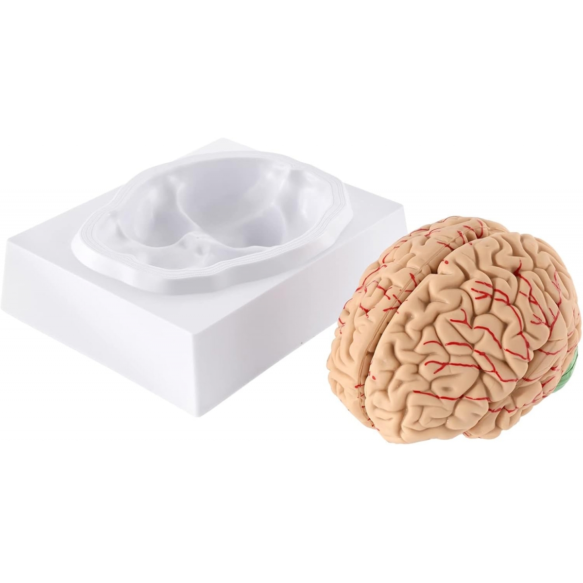 Human Brain Model – Life-Size 8-Part Neuroanatomy | MYASKRO